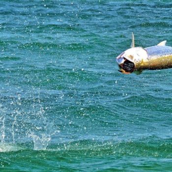 Why We Love Marsh Redfish - Legends of the Lower Marsh