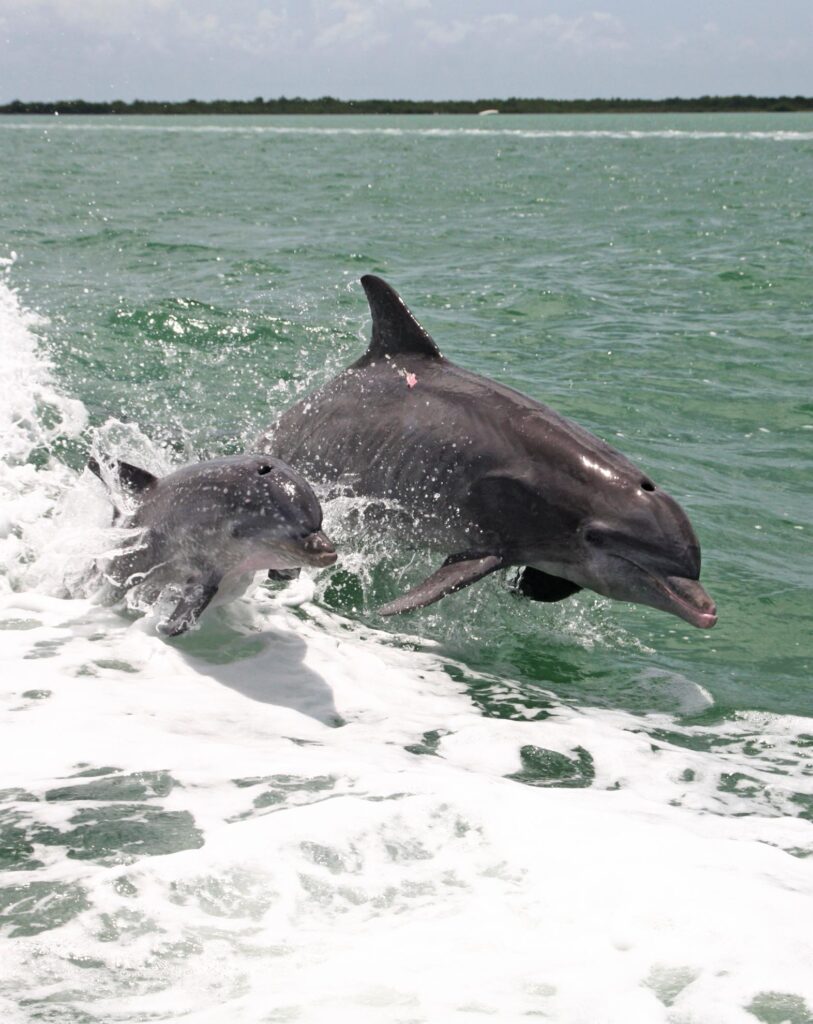 Dolphin Sightseeing & Family Fun Charters - Legends of the Lower Marsh